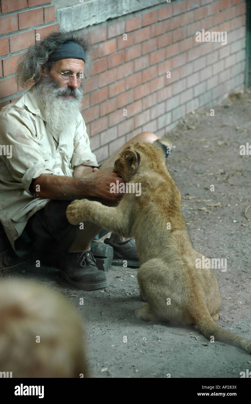 Experienced zoo keeper playing with lion cub Stock Photo - Alamy