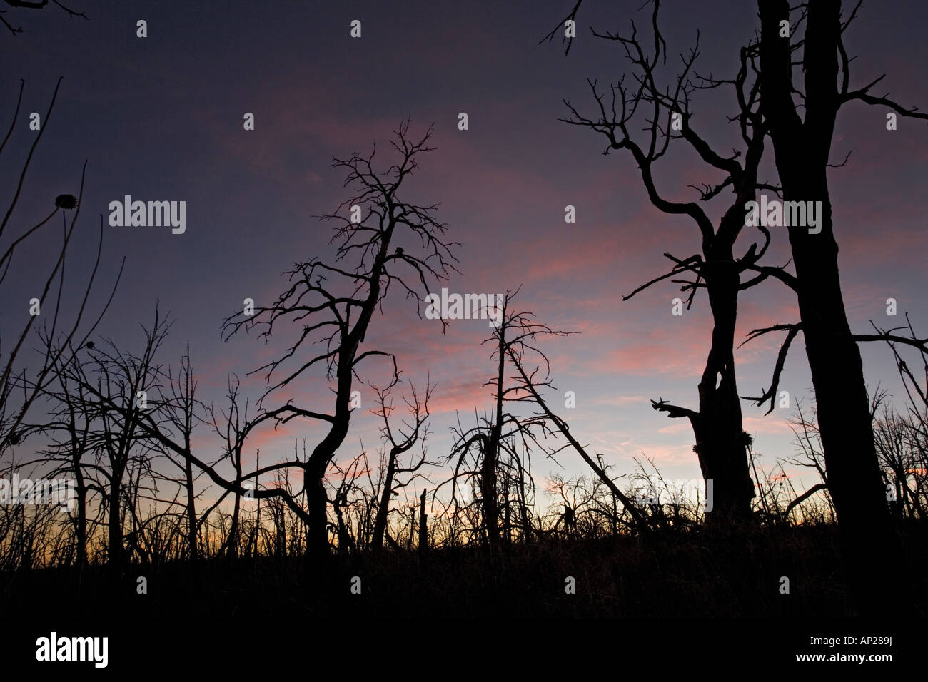 After effects of major forest fire in Mesa Verde National Park, at ...