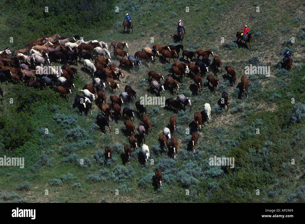 Mass of horses hi-res stock photography and images - Alamy