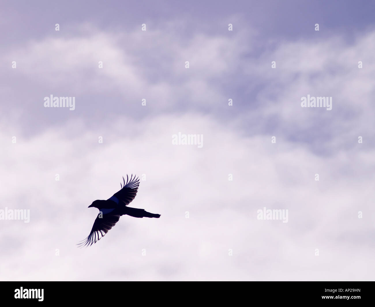 Bird wing outstretched hi-res stock photography and images - Alamy