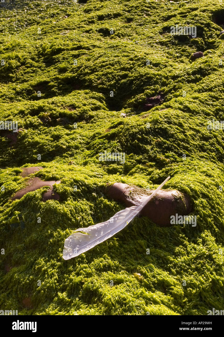 feather and algea Stock Photo - Alamy