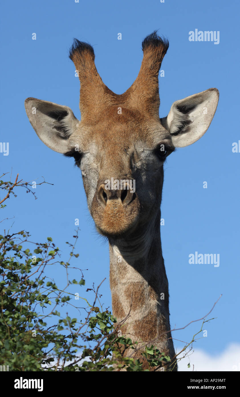 Giraffe, giraffa camelopardalis, single adult male Stock Photo - Alamy