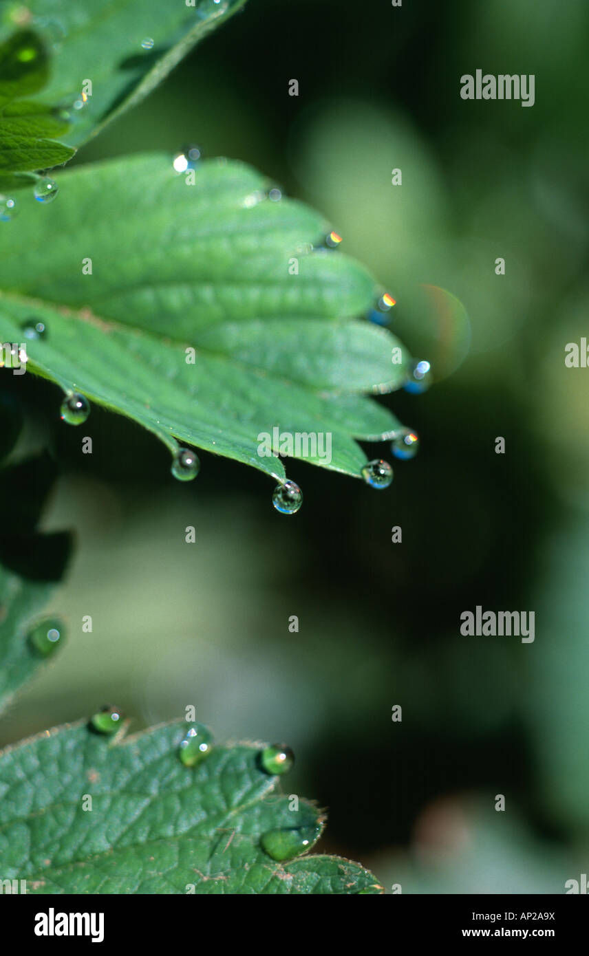 Droplets of dew on the leaves of strawberry plants in the garden Stock ...