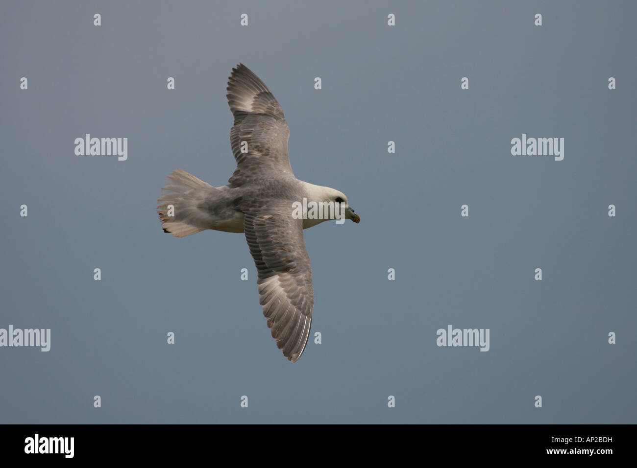 Fulmar Fulmarus glacialis in flight Stock Photo - Alamy