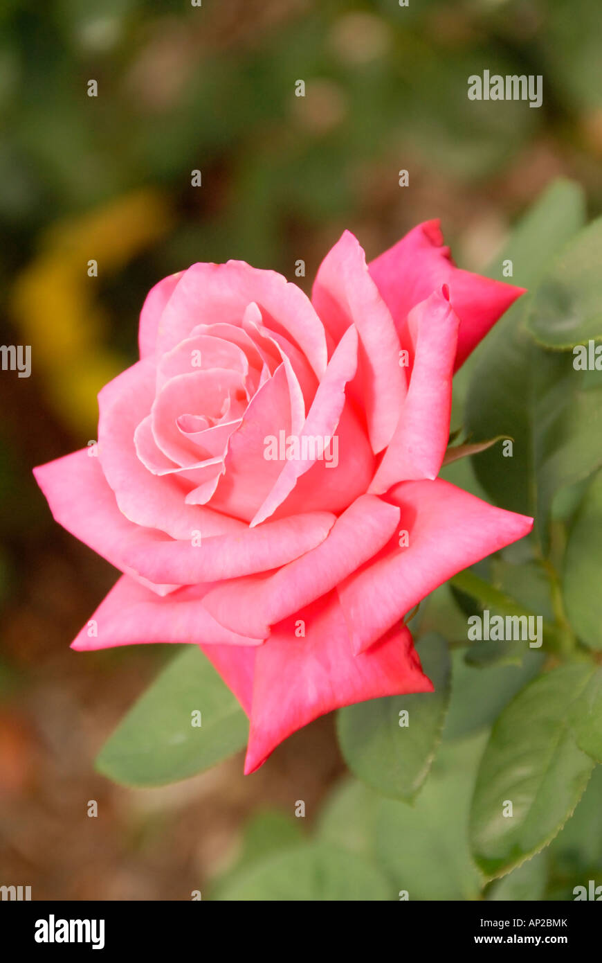 Cultivar elizabeth taylor hi-res stock photography and images - Alamy