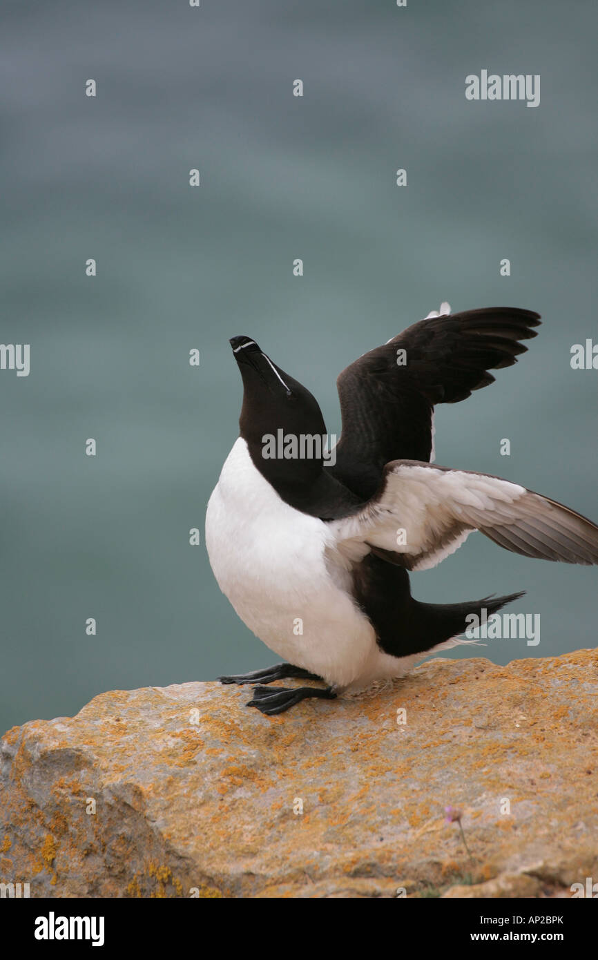 Razorbill Alca torda Stock Photo - Alamy