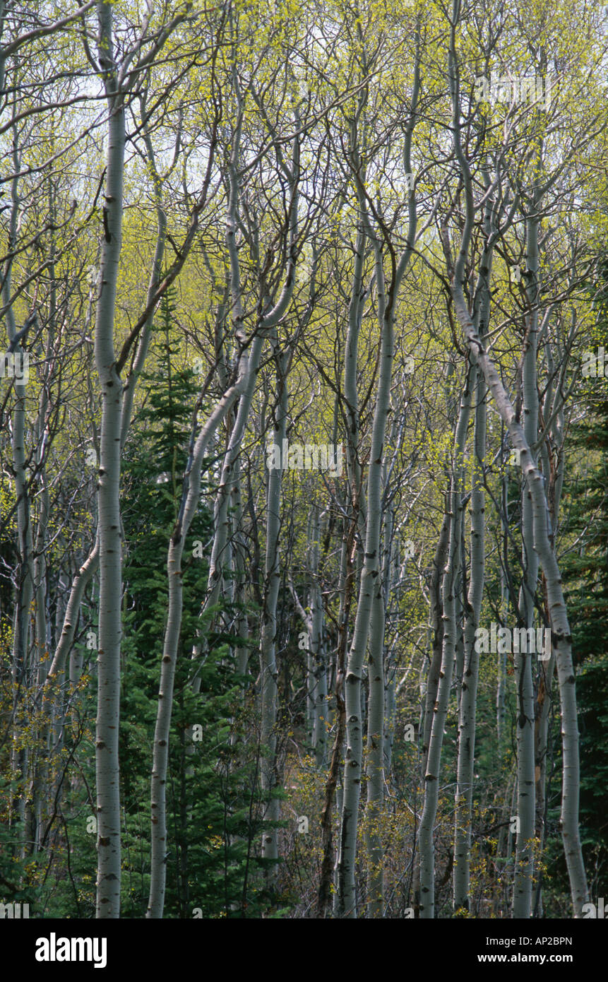 Aspen forest in spring Green leaves beginning to emerge Routt County ...
