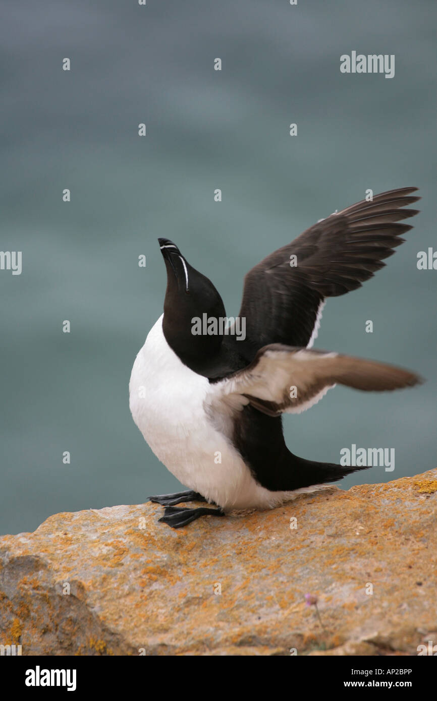 Razorbill Alca torda Stock Photo - Alamy