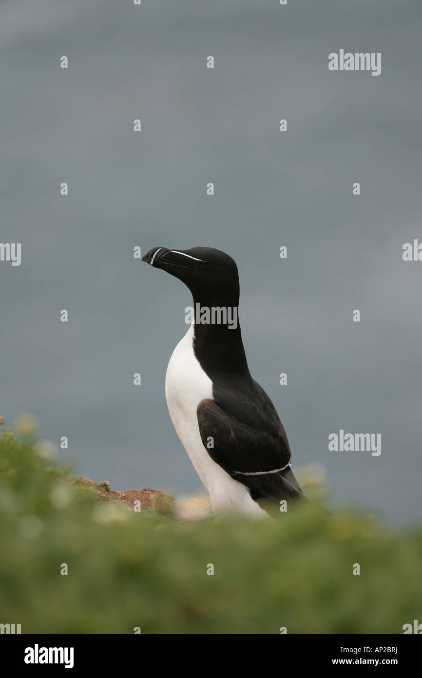 Razorbill Alca torda Stock Photo - Alamy