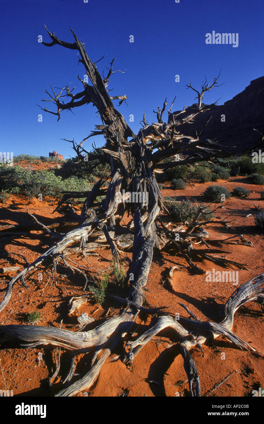 Dead tree in desert Stock Photo - Alamy