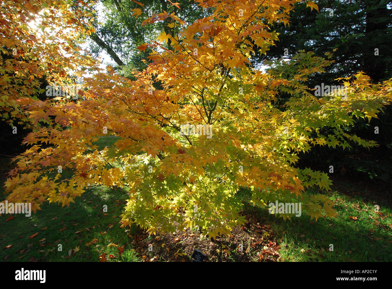 colourful autumn foilage Stock Photo - Alamy