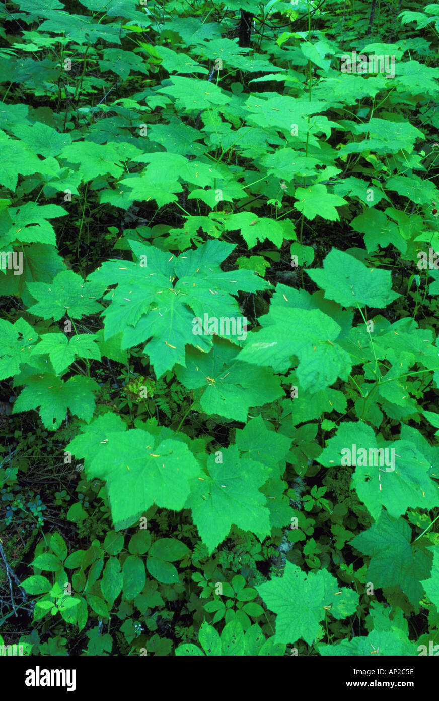 Leaf mass hi-res stock photography and images - Alamy
