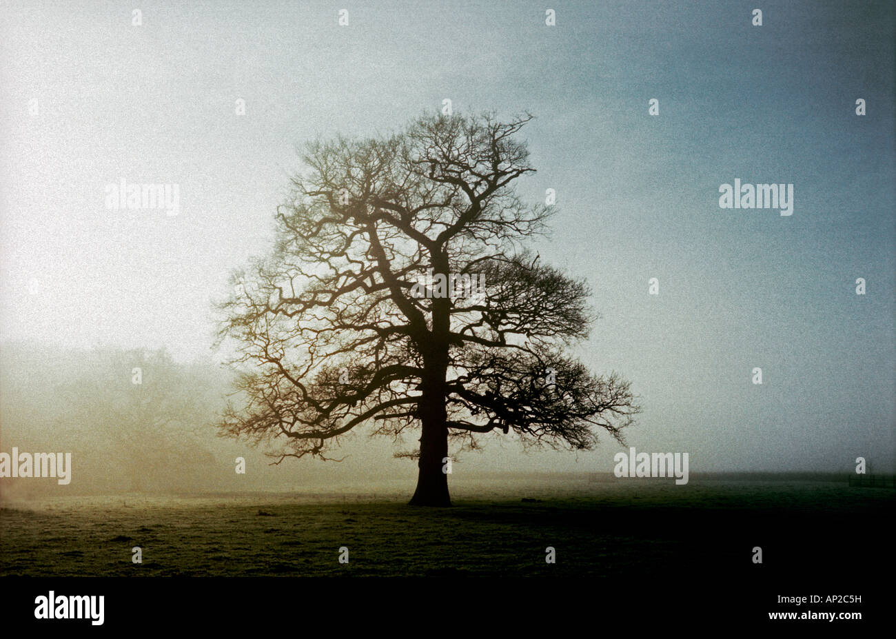Oak tree on a misty winter day, Norfolk Stock Photo - Alamy