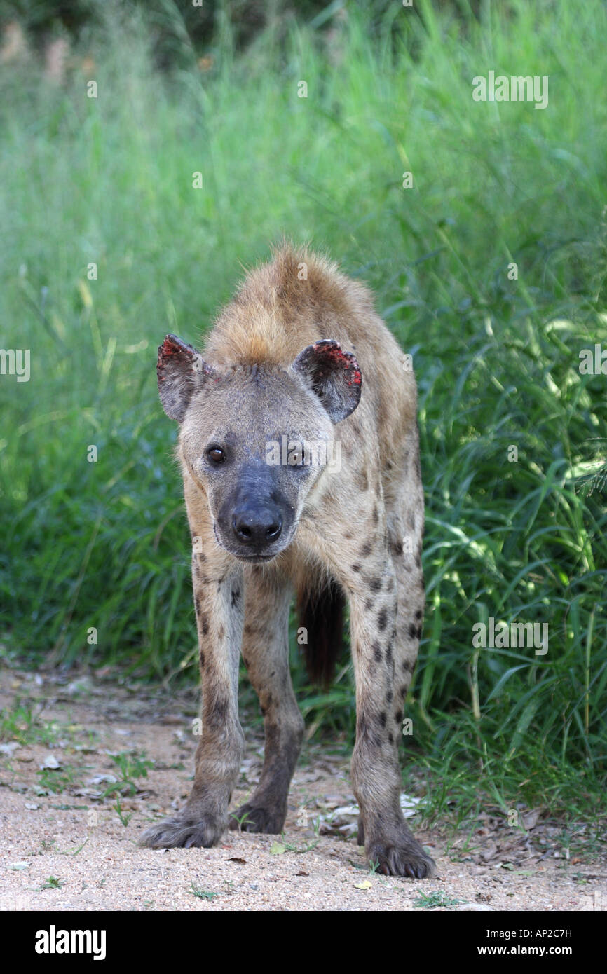 Spotted hyena, crocuta crocuta, single adult with head lowered Stock ...