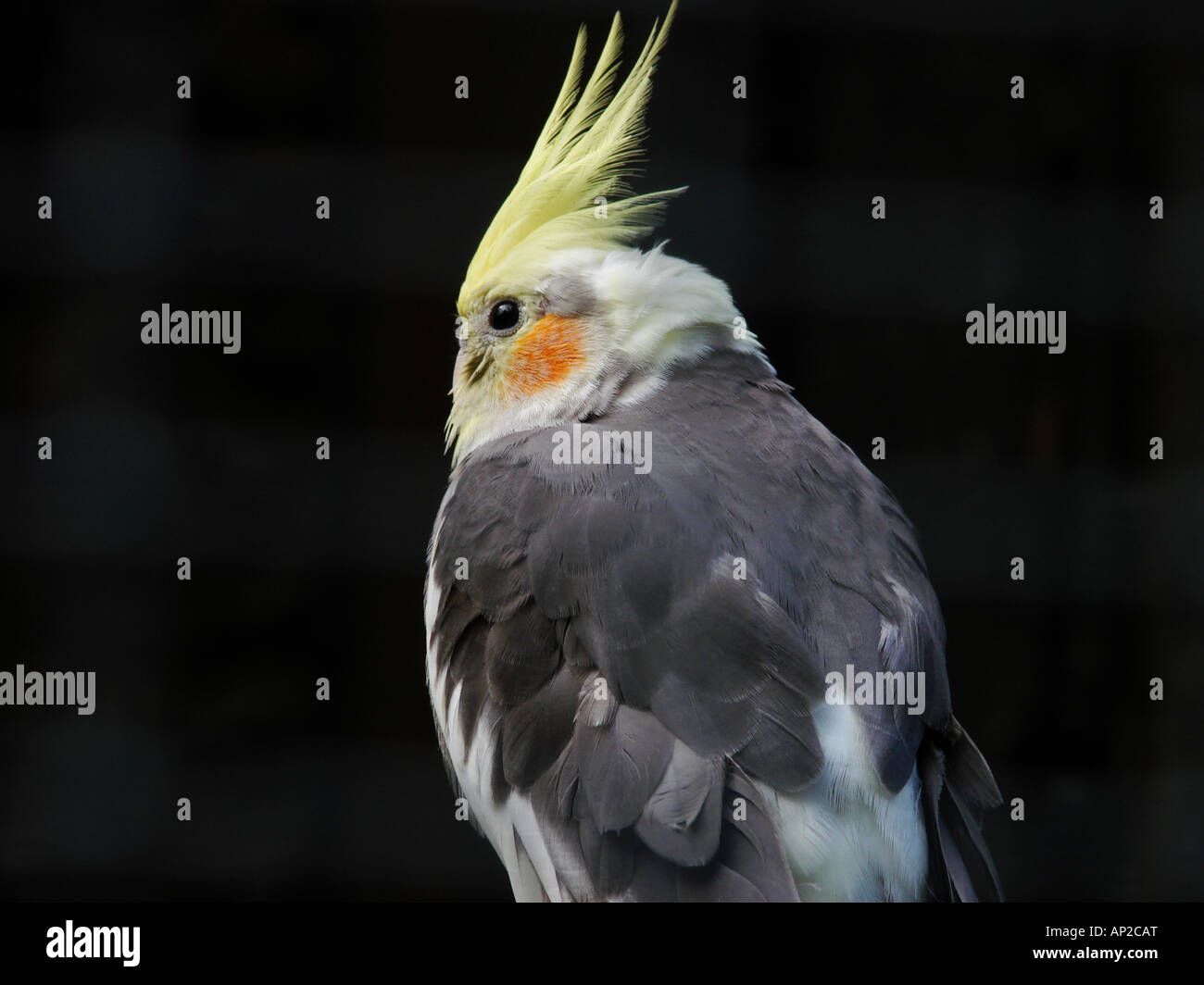 A Cockatiel Bird Stock Photo - Alamy