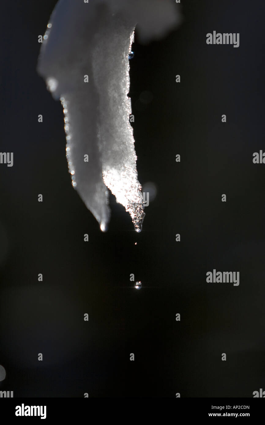 Icicle being formed by melting snow Stock Photo - Alamy