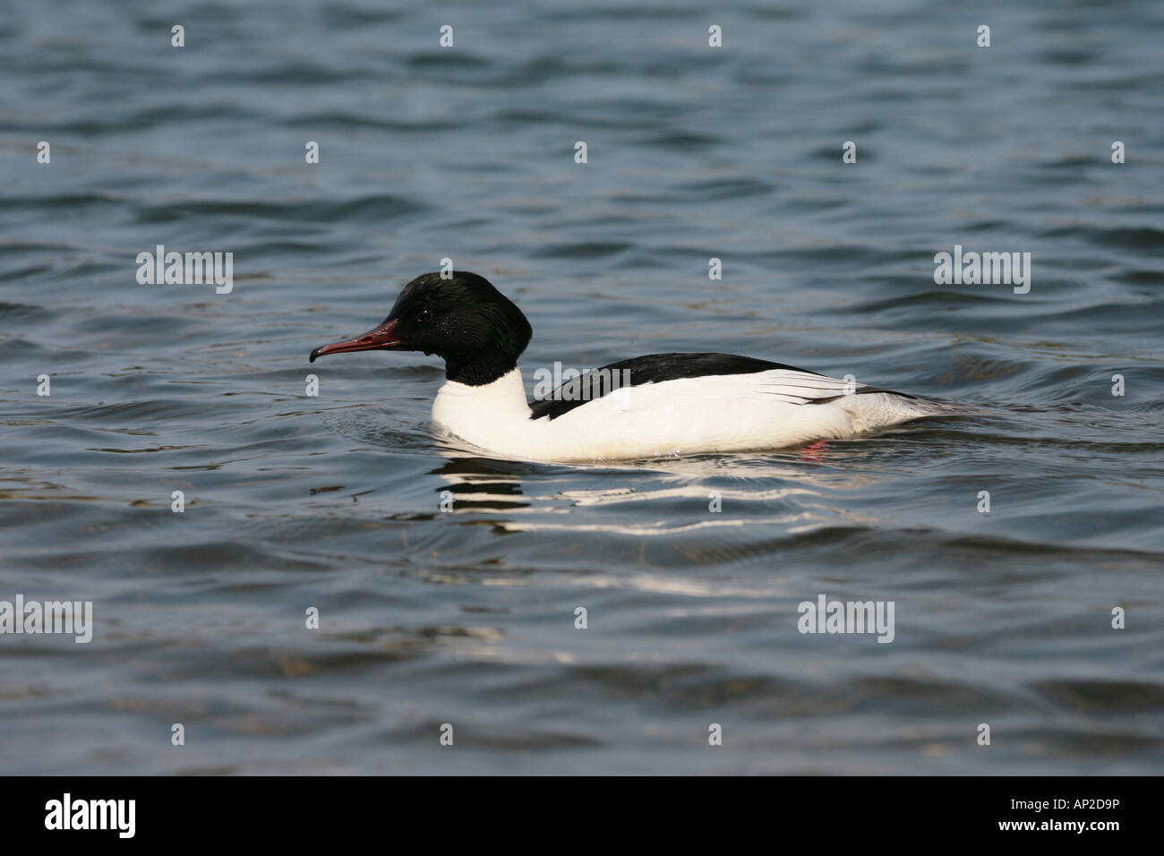 Goosander mergus merganser coast hi-res stock photography and images ...