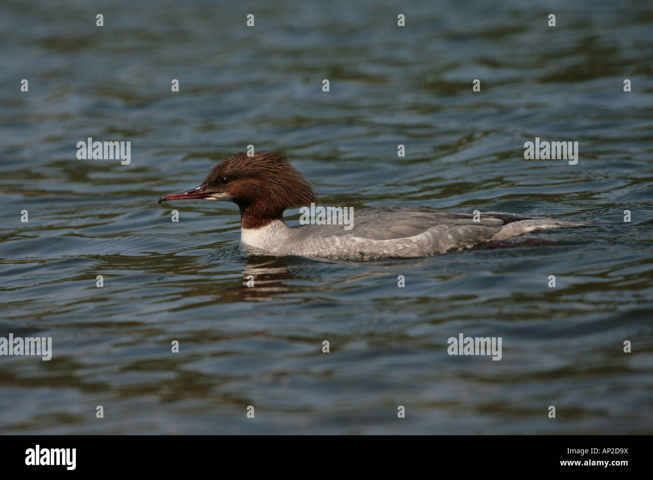 Goosander mergus merganser coast hi-res stock photography and images ...