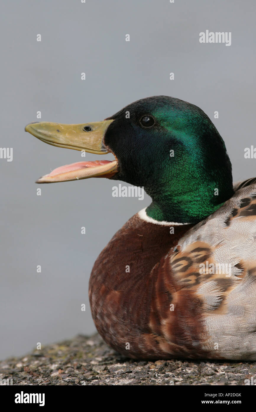 Mallard Duck Anas platyrhynchos male with its beak open Stock Photo - Alamy