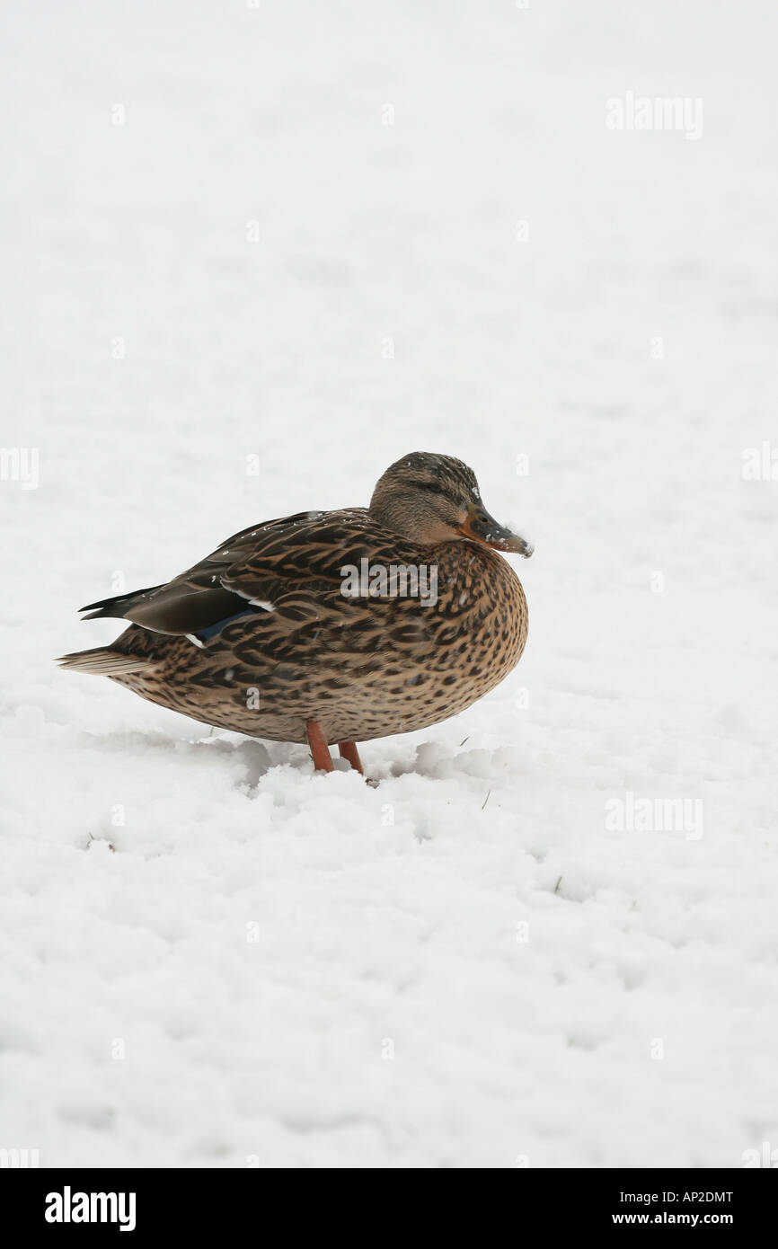 Mallard duck Anas platyrhynchos standing in snow Stock Photo - Alamy