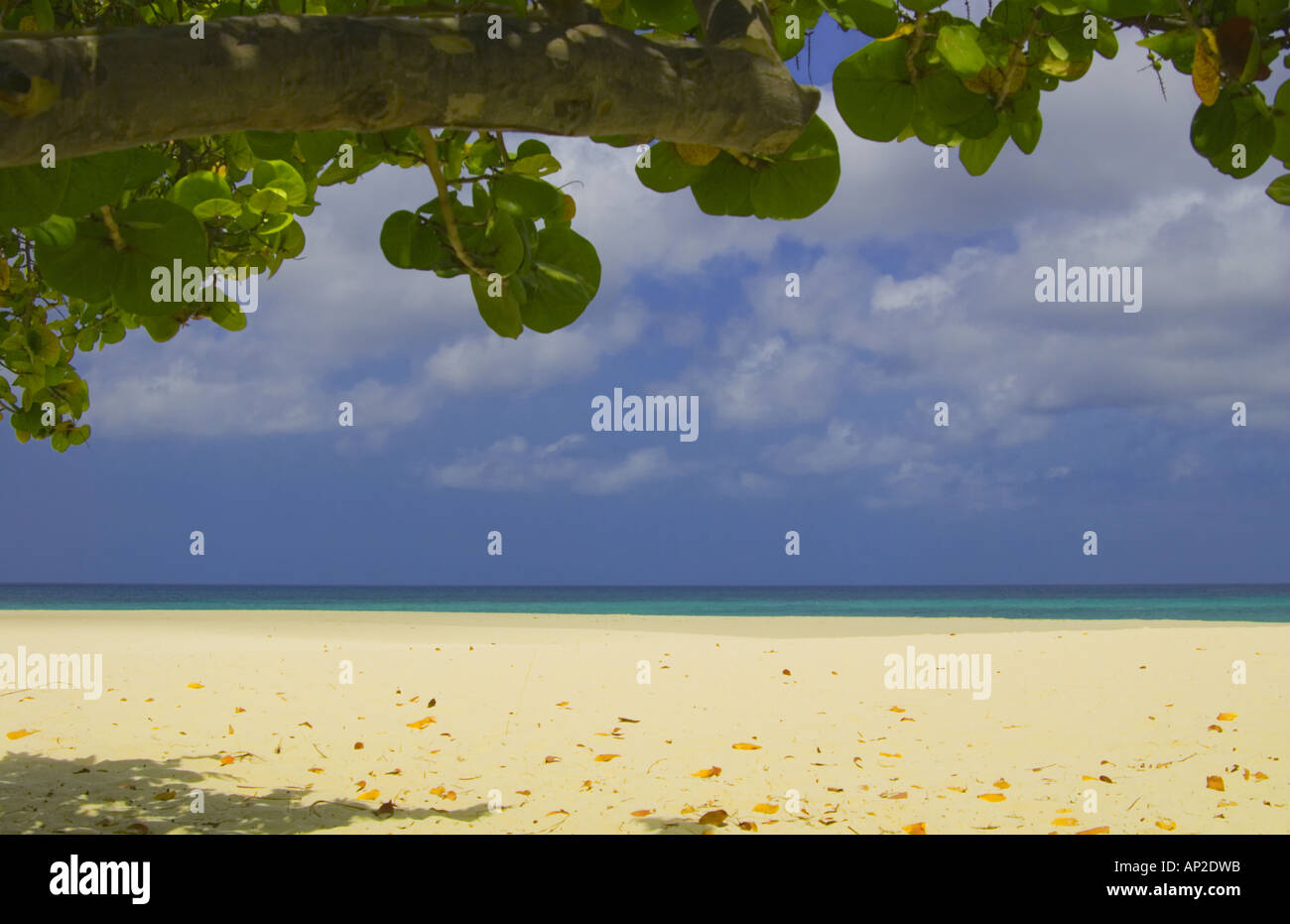 Caribbean beach view from under sea grape coccoloba uvifera Stock Photo ...