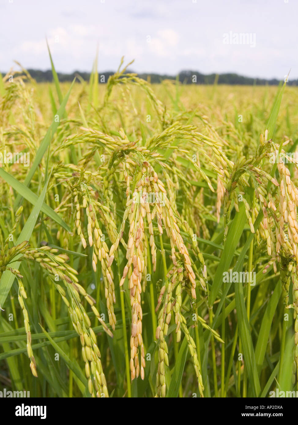 Rice growing in field Stock Photo - Alamy
