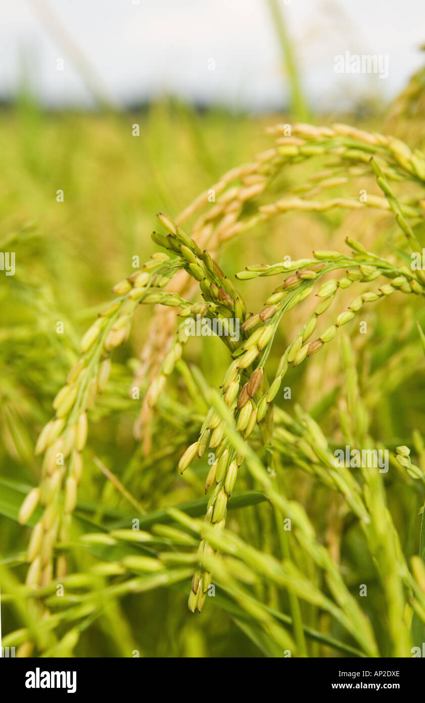 Gm rice hi-res stock photography and images - Alamy