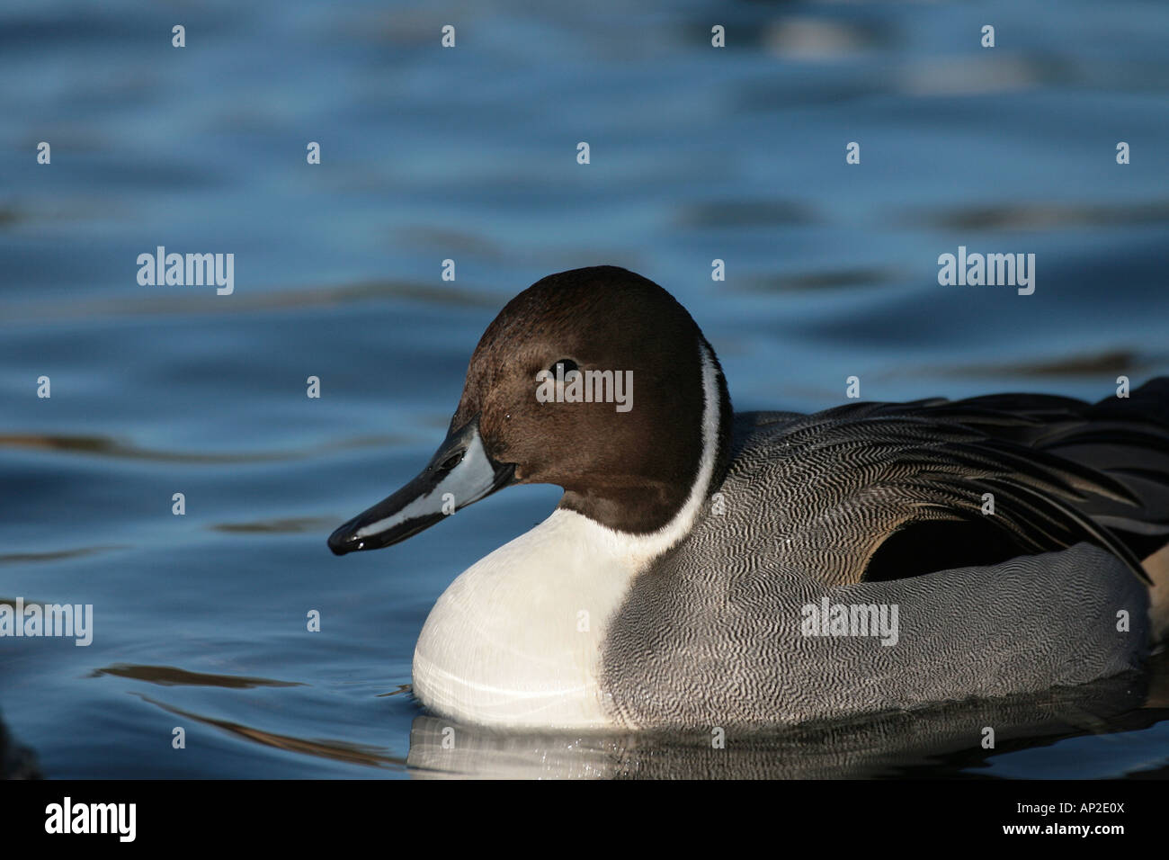 Anas acuta species hi-res stock photography and images - Alamy