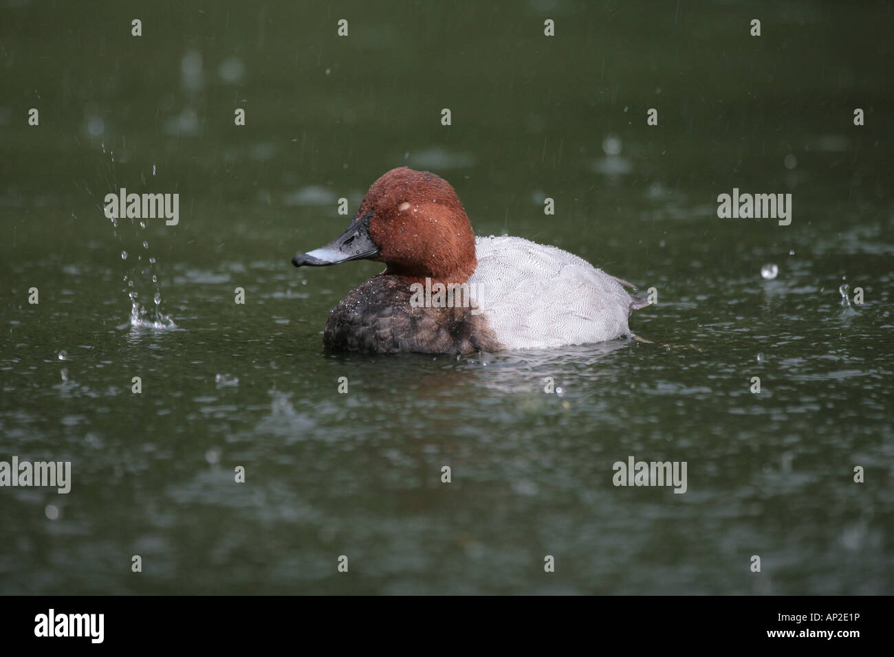 Duck Stock Spring Rain