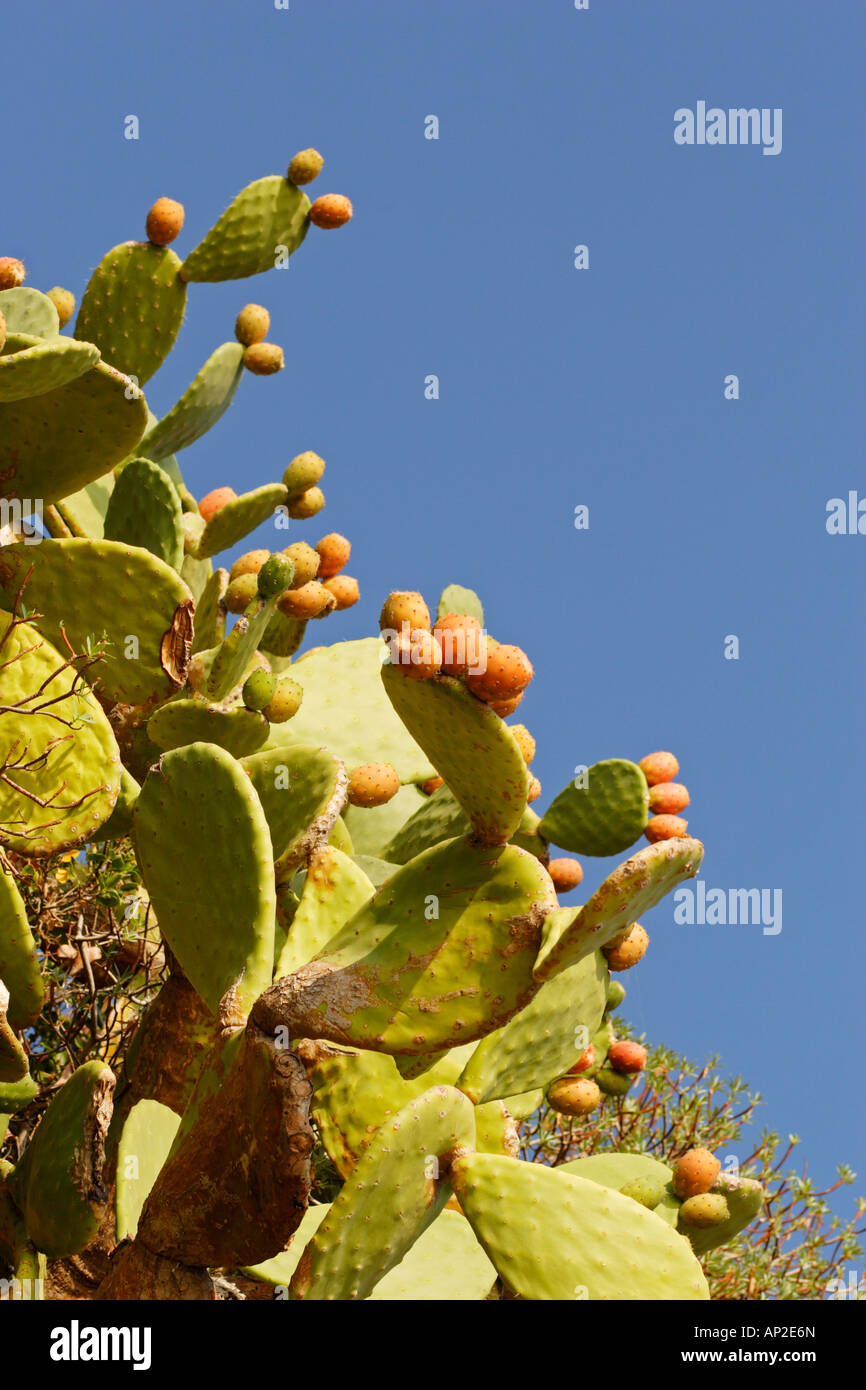 Red flower prickly pear cactus hi-res stock photography and images - Alamy