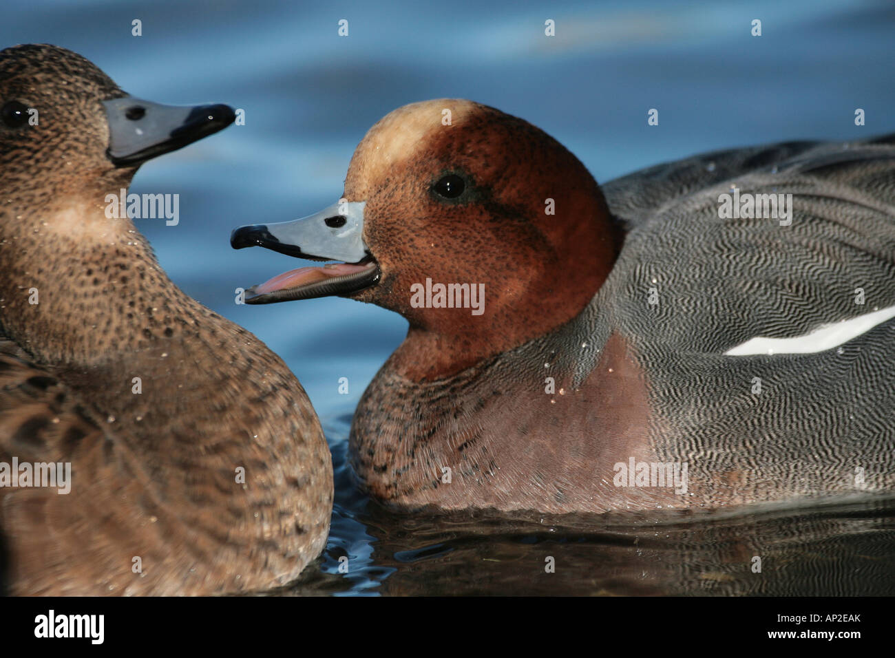 Wigeon duck's Anas penelope Stock Photo - Alamy