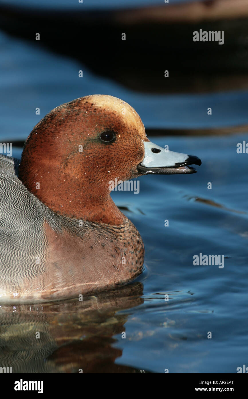 Penelope isles hi-res stock photography and images - Alamy