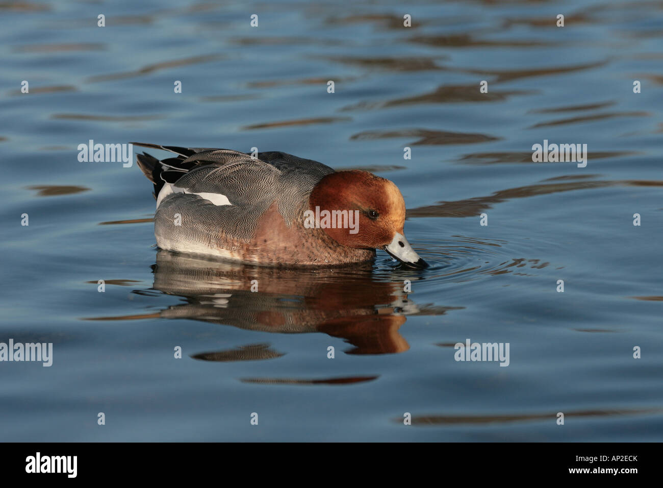 Wigeon duck Anas penelope Stock Photo - Alamy