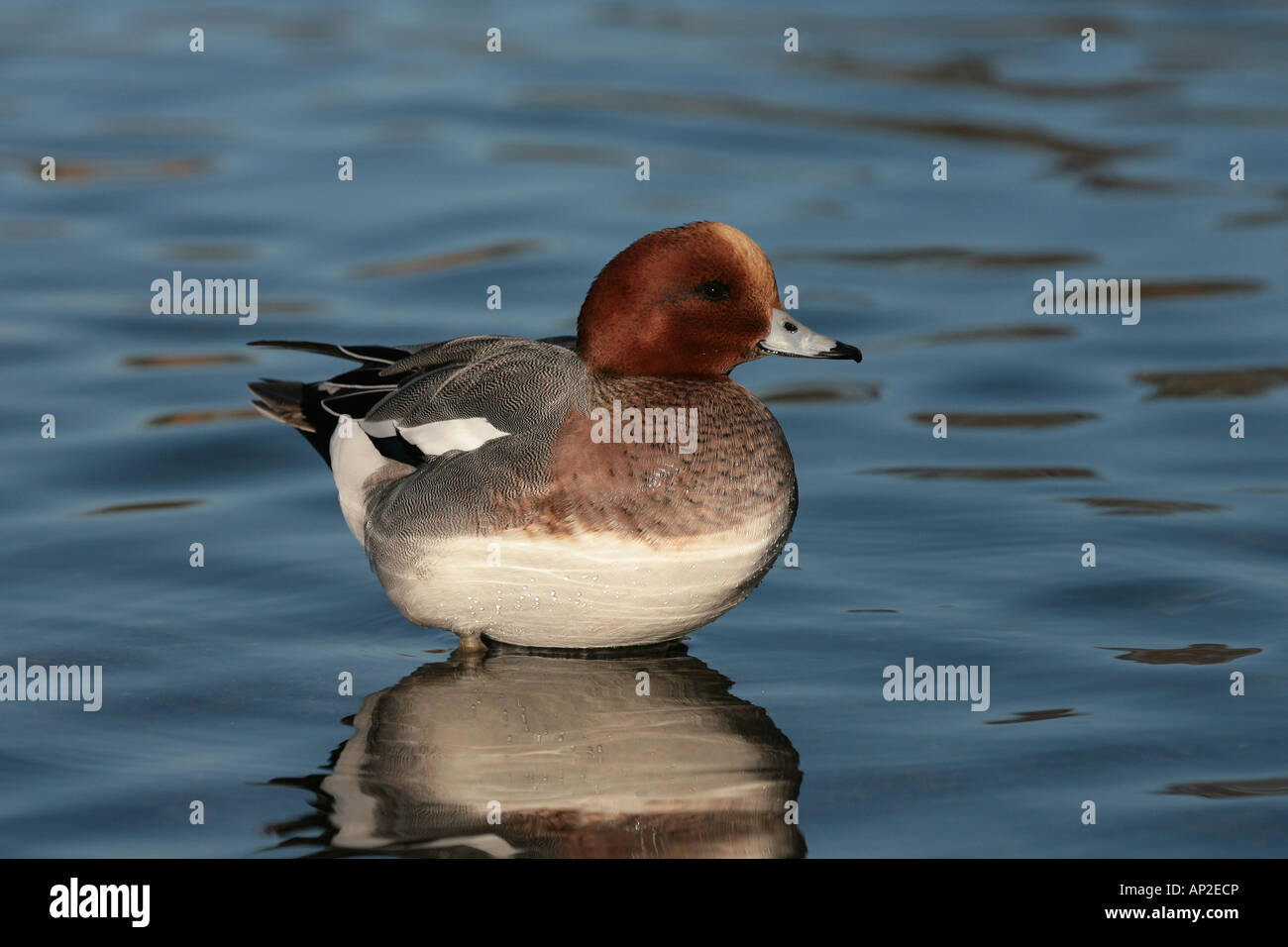 Wigeon duck Anas penelope Stock Photo - Alamy