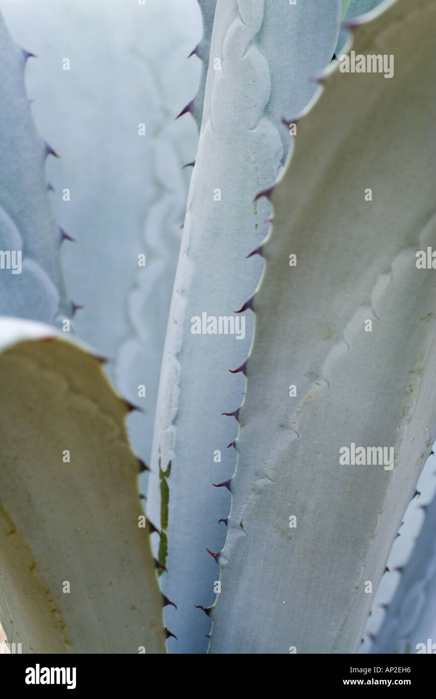 Tropical plant agave in garden hi-res stock photography and images - Alamy