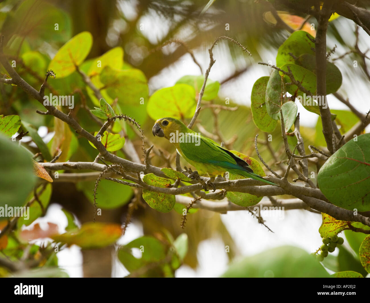 Aratinga pertinax pertinax hi-res stock photography and images - Alamy