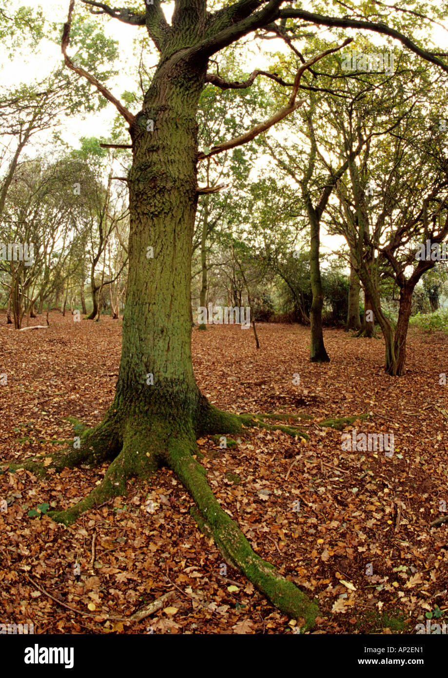 Fisheye View Of Woodland At Beccles Common in Suffolk Uk Stock Photo ...