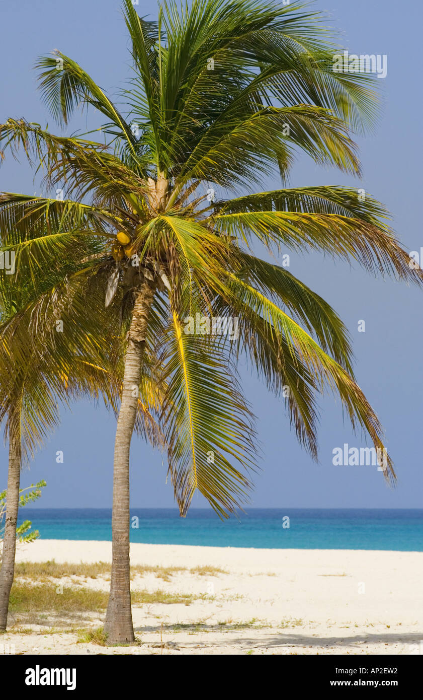 Palm tree beach tourism hi-res stock photography and images - Alamy