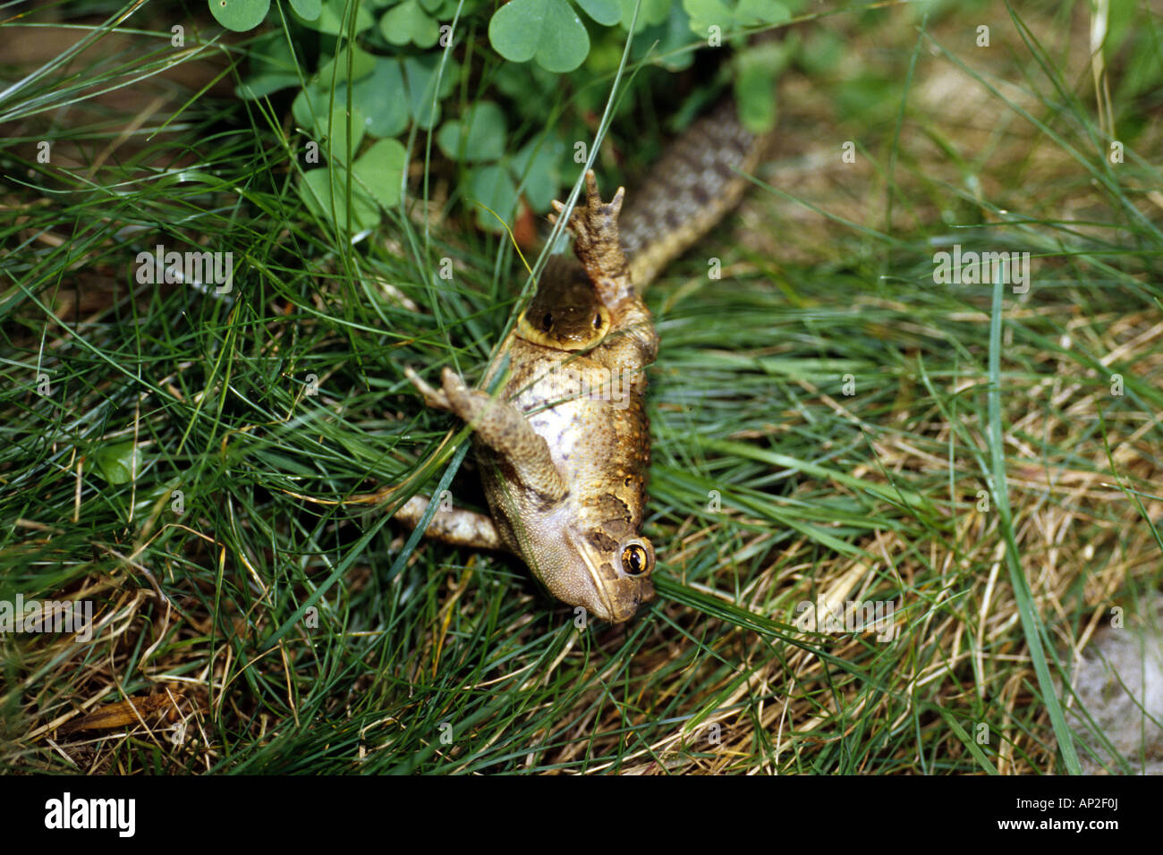 Garter snake eating toad Stock Photo - Alamy