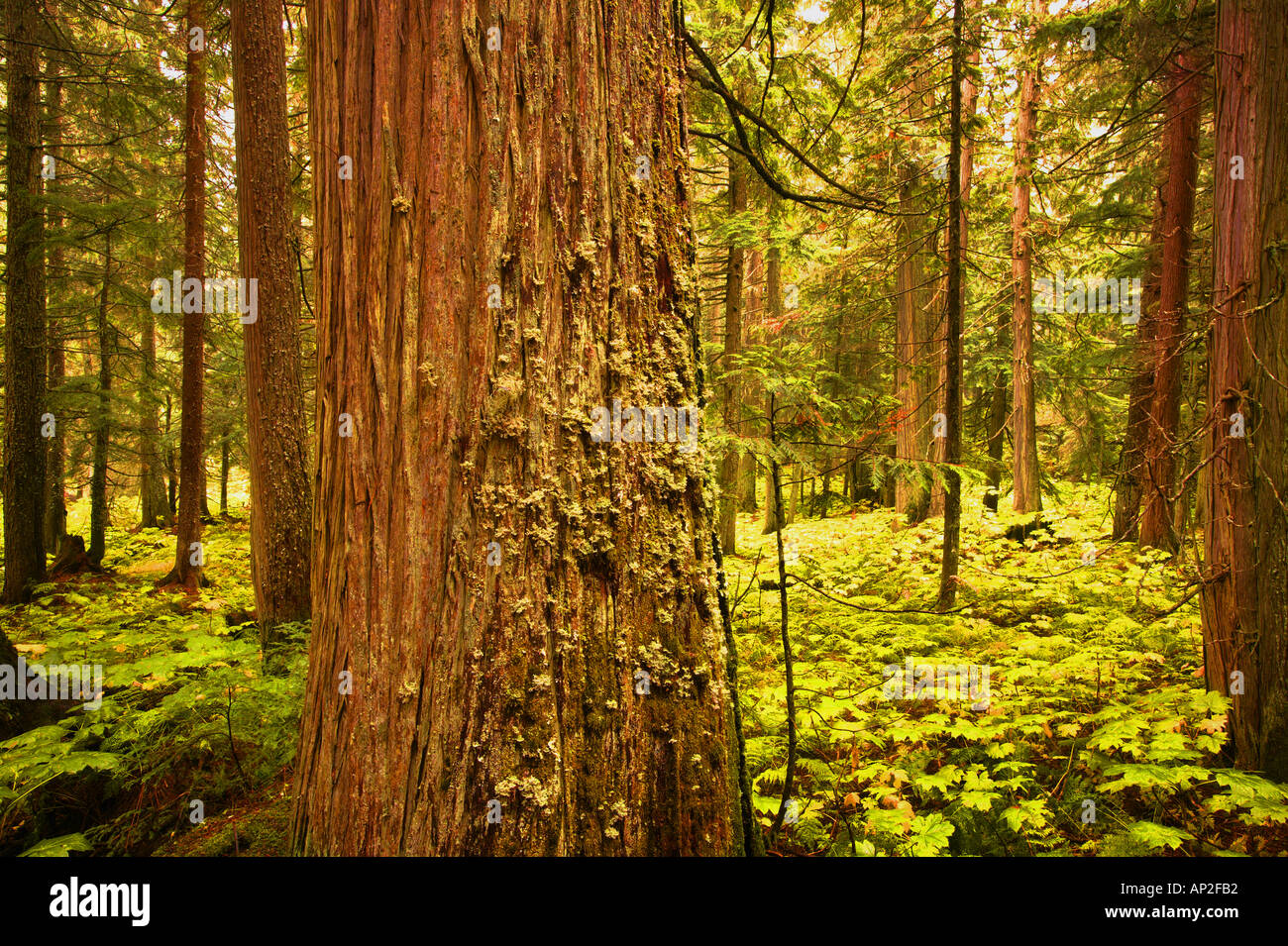 Trees in the forest Stock Photo - Alamy