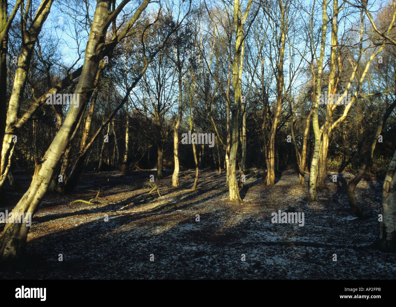 Silver birch trees winter hi-res stock photography and images - Alamy