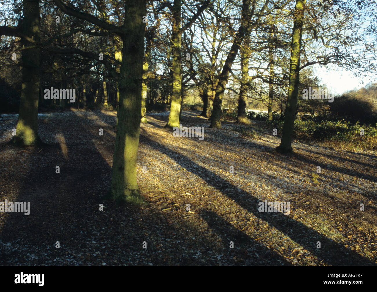 Backlit Trees At Beccles Common In Winter in Suffolk Uk Stock Photo - Alamy