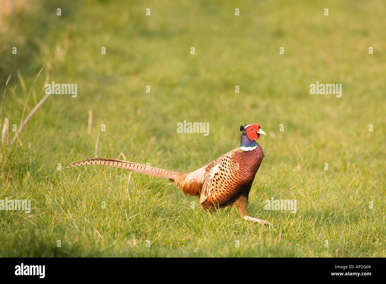 Pheasant in Hampshire England Stock Photo - Alamy