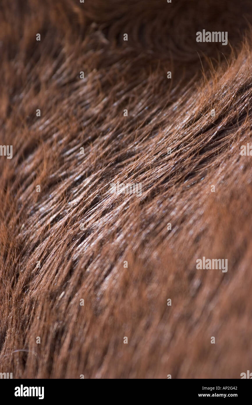 Close ups of the hair on draft horses used in the parade of the Tucson ...