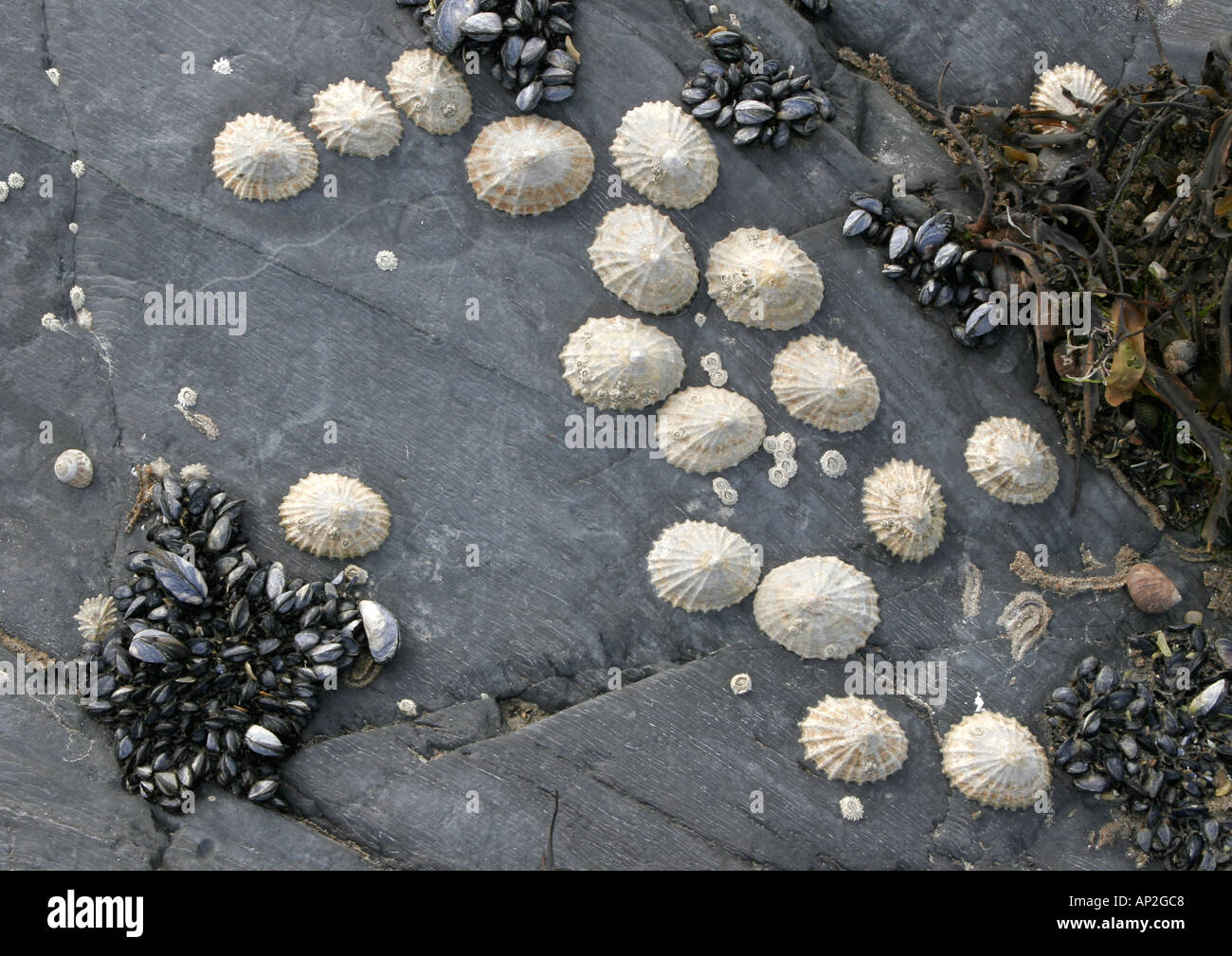Limpets and Mussels on rock Abergenol Bay West Wales Stock Photo - Alamy