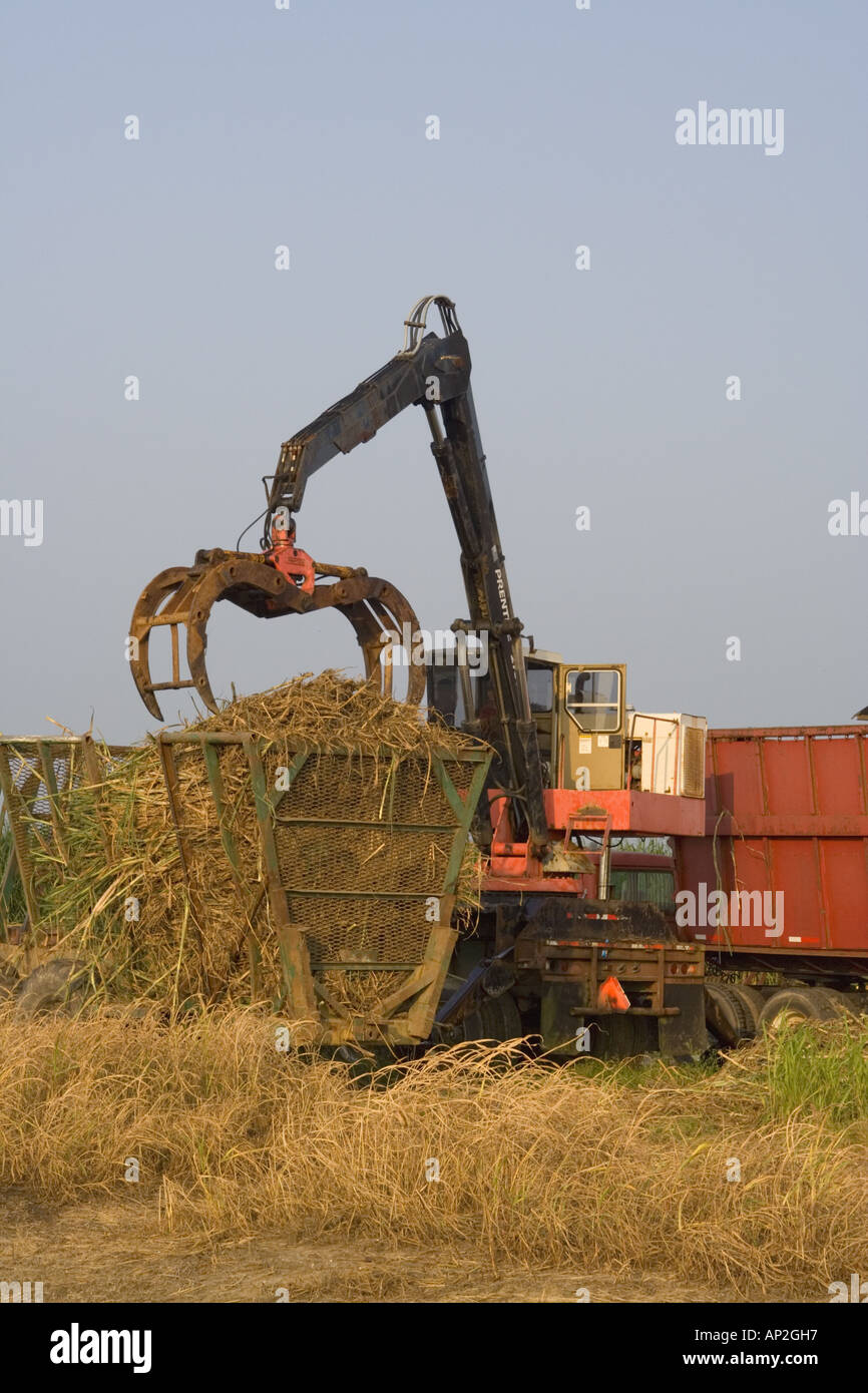 Sugar cane harvest hi-res stock photography and images - Alamy