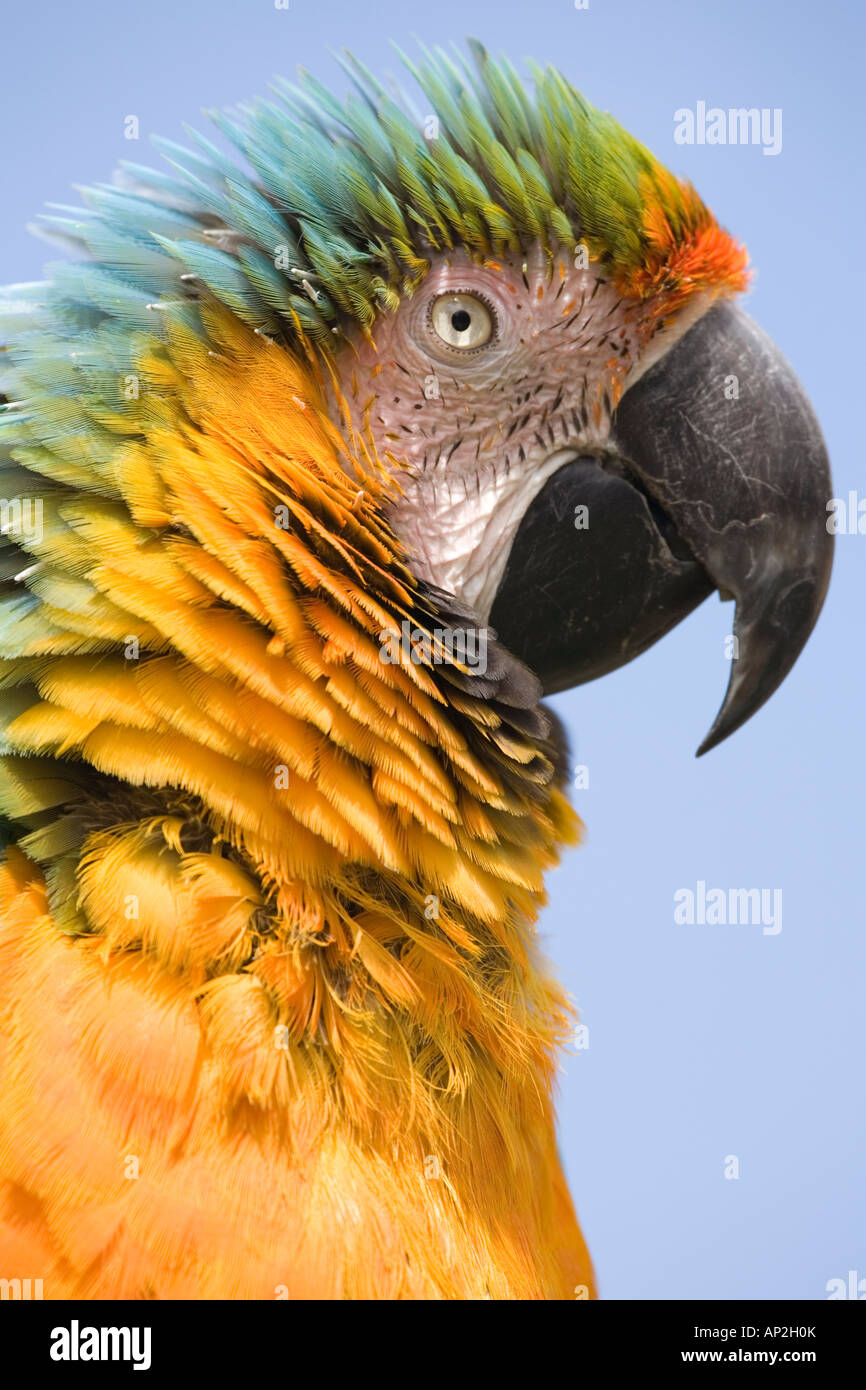 Parrot at Exmoor Falconry and Animal Farm Somerset England Stock Photo ...