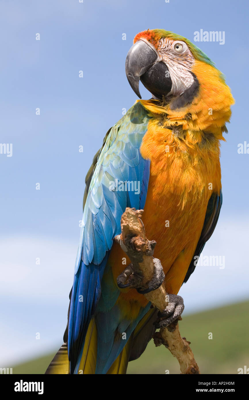 Parrot at Exmoor Falconry and Animal Farm Somerset England Stock Photo ...