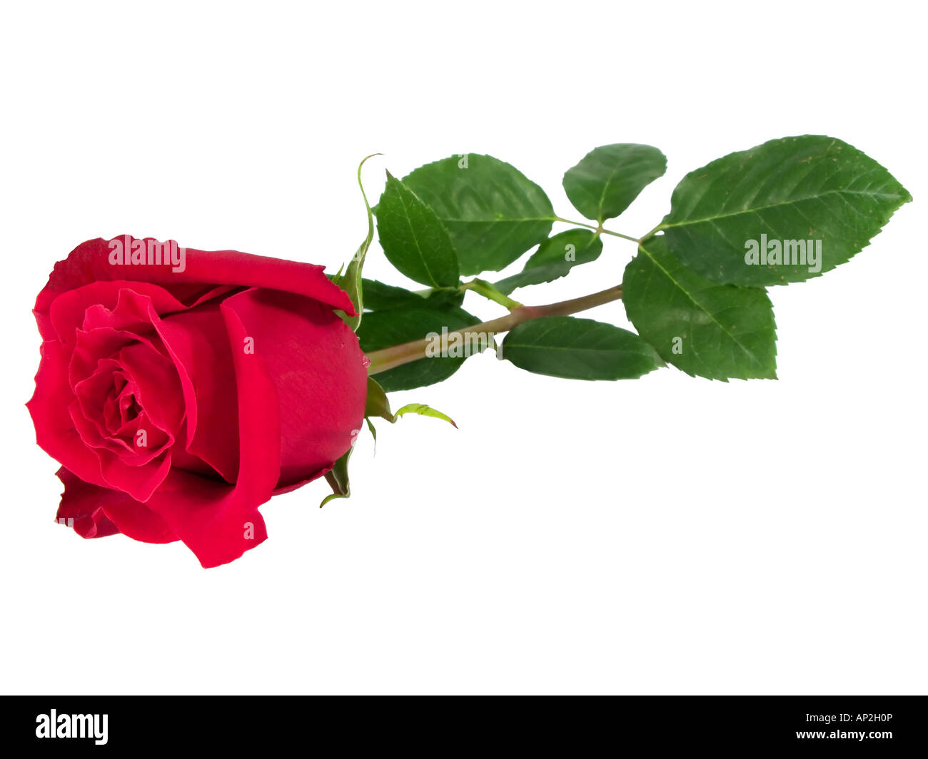 Red rose cut out hi-res stock photography and images - Alamy