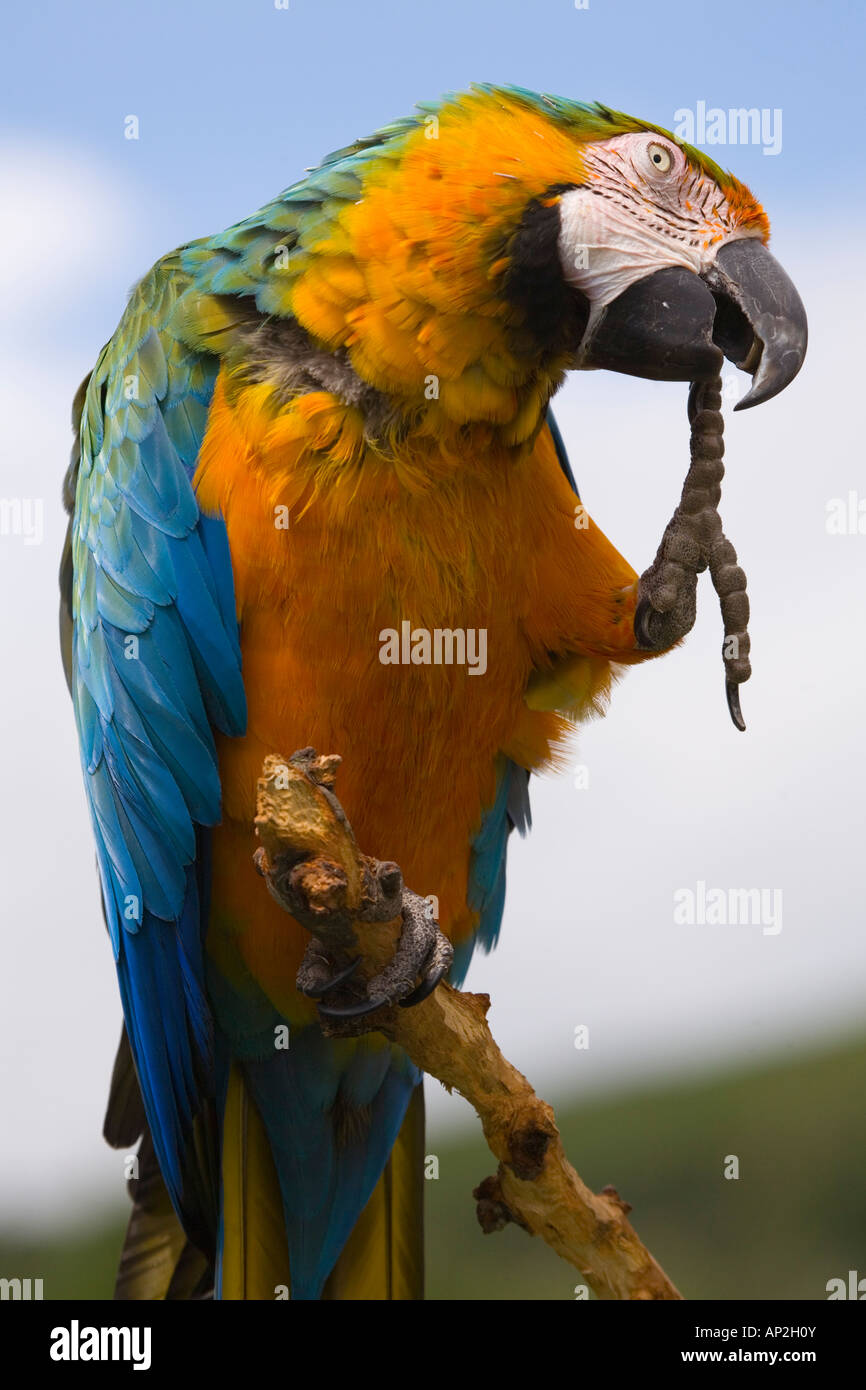 Parrot at Exmoor Falconry and Animal Farm Somerset England Stock Photo ...